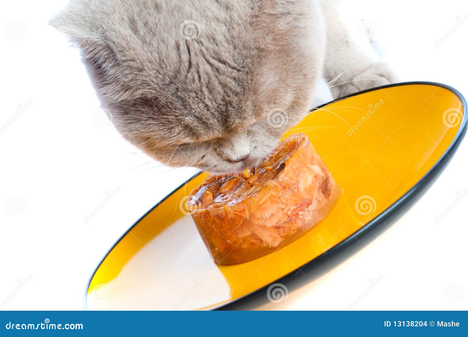 Cat eating stock photo. Image of care, beautiful, love - 13138204