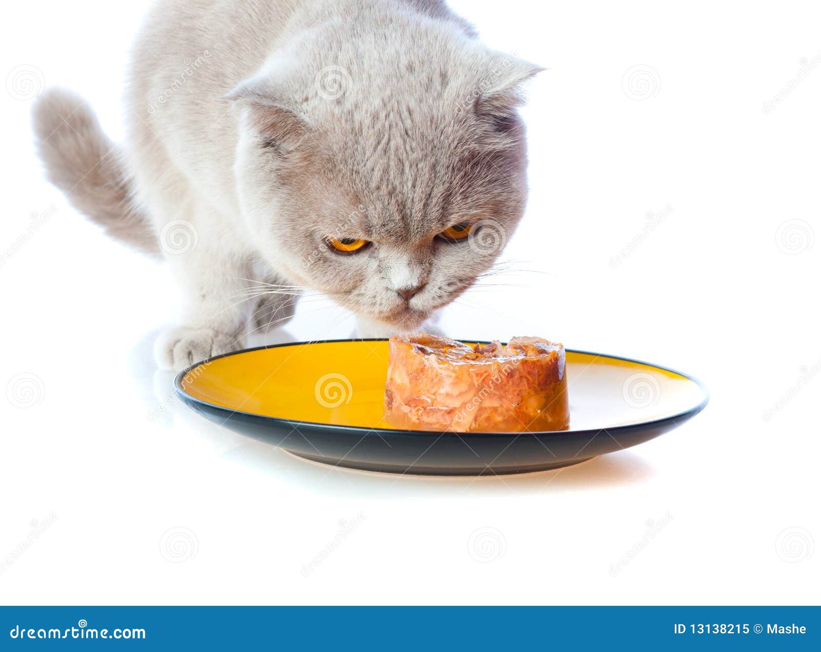 Cat eating stock image. Image of bowl, pretty, blue, lunch - 13138215