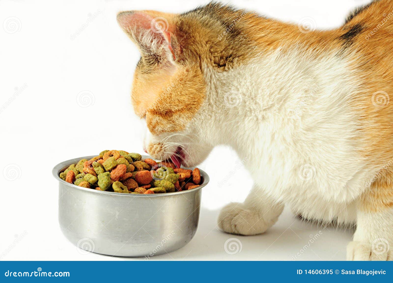 Cat eating stock image. Image of white, licking, cats - 14606395