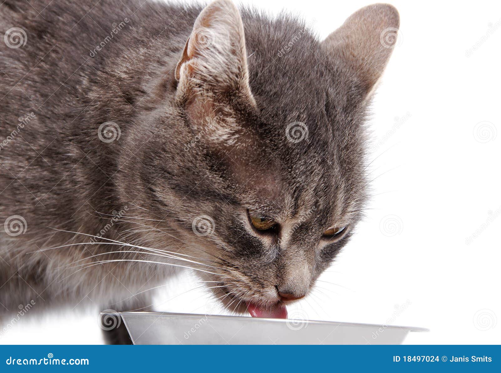 Cat eating. stock photo. Image of gray, lovable, innocence - 18497024