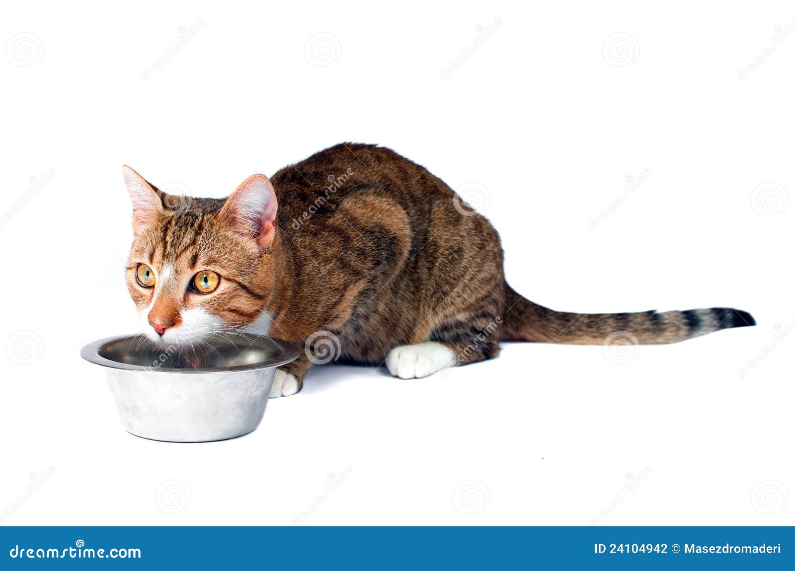Cat eating stock photo. Image of breed, domestic, bengal - 24104942