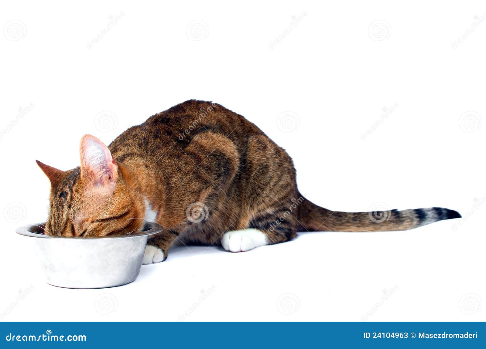 Cat eating stock image. Image of feline, tabby, cute - 24104963