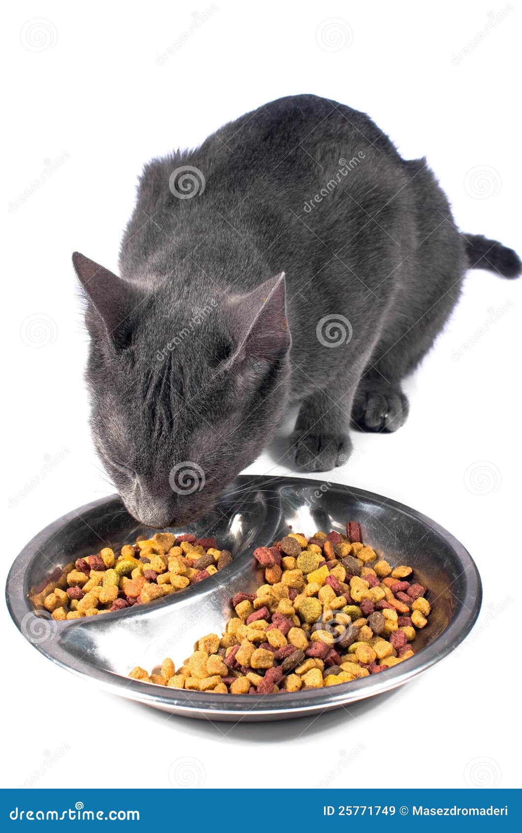 Cat eating stock image. Image of felis, posing, food - 25771749