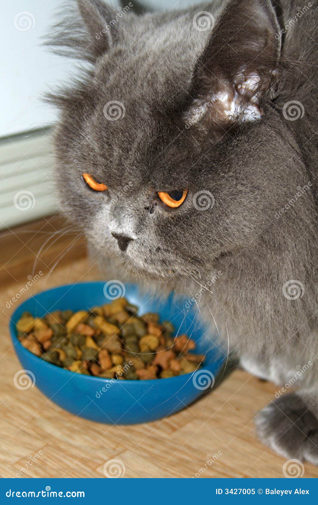 Cat eating stock image. Image of nature, thoughtful, hungry - 3427005