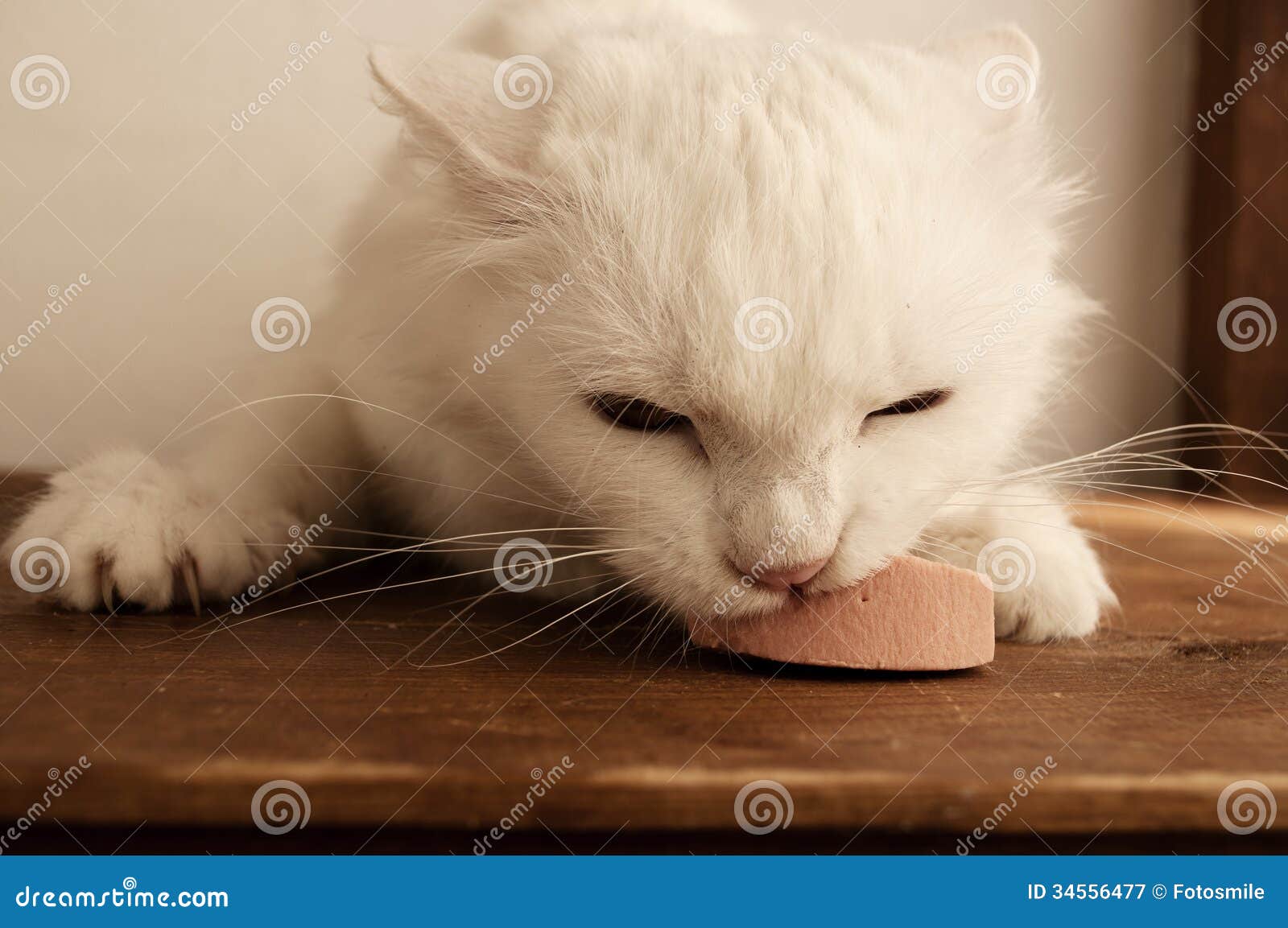 Cat eating stock image. Image of beautiful, alert, kitty - 34556477