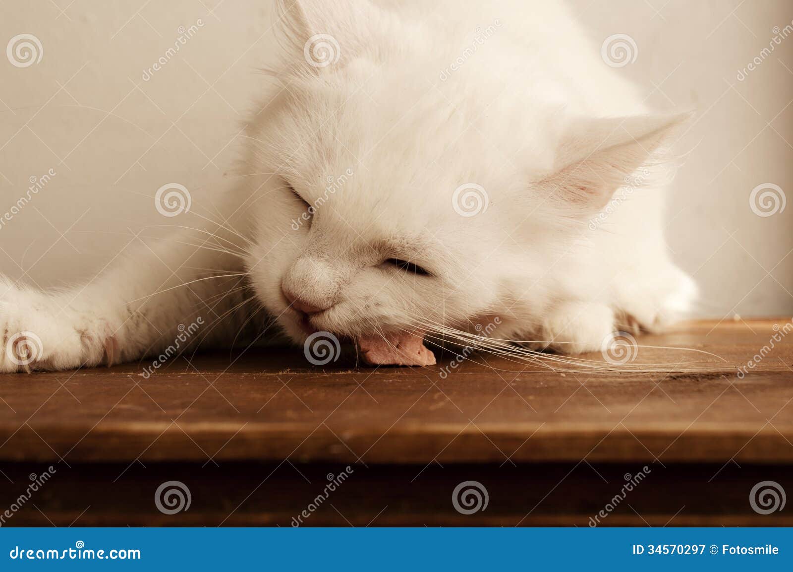 Cat eating stock image. Image of people, mammal, pedigree - 34570297