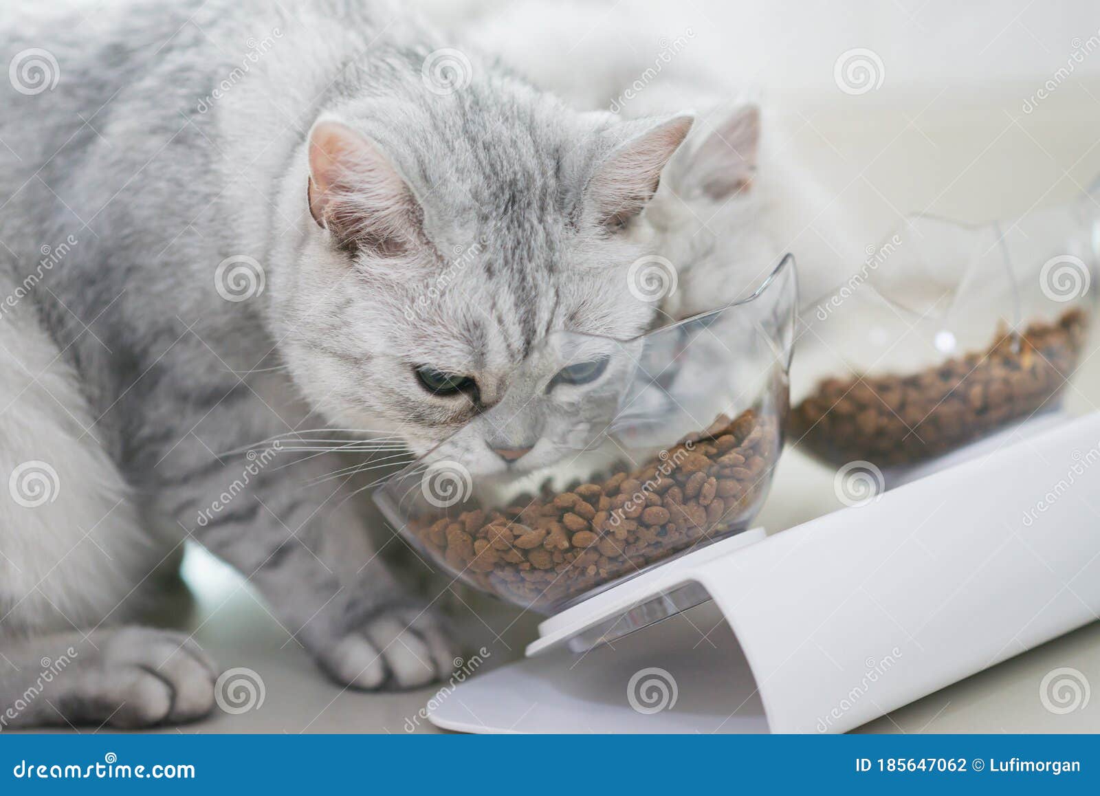Cat Eating from Bowl on Floor Stock Photo - Image of background, lovely ...