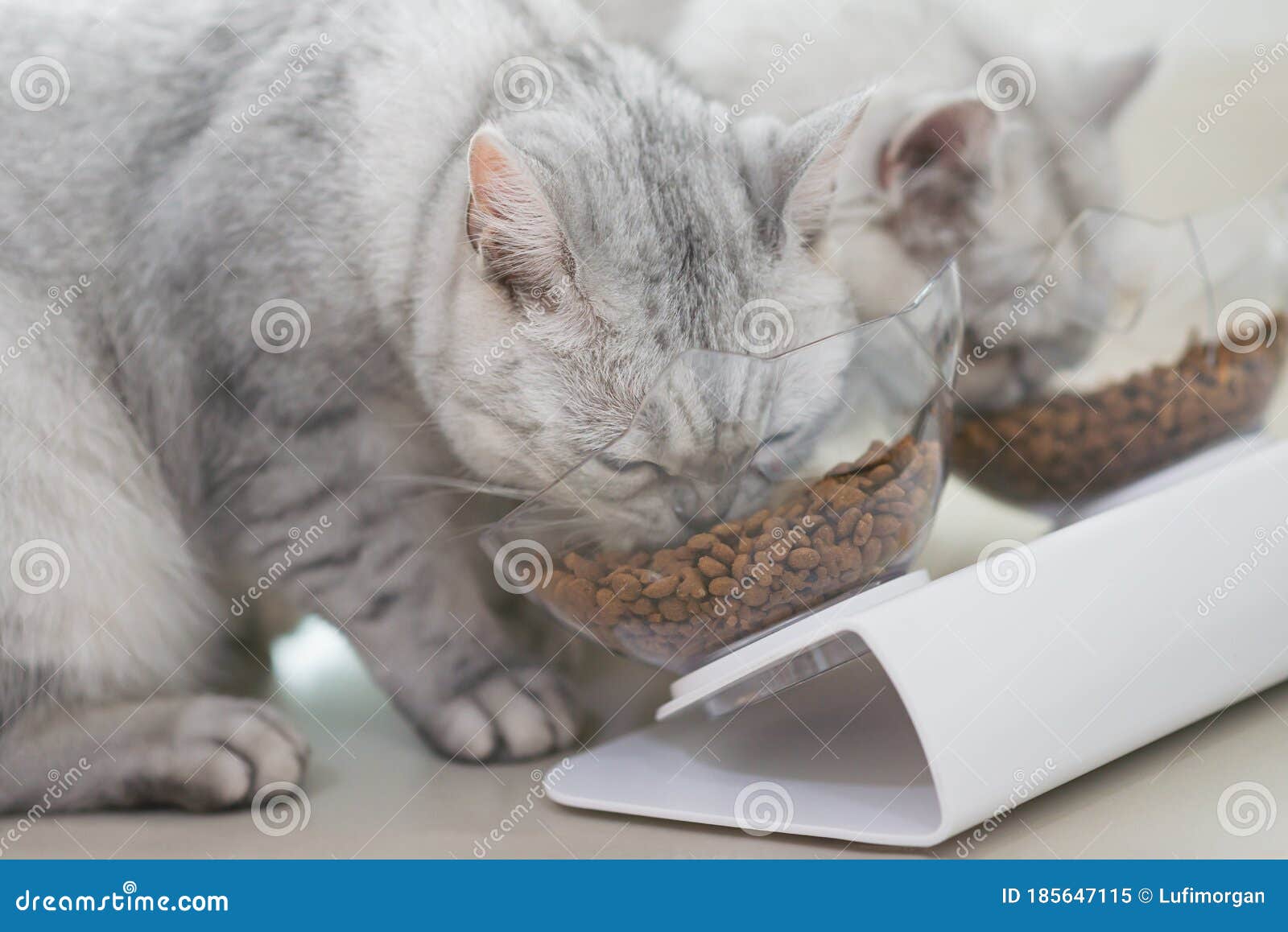 Cat Eating from Bowl on Floor Stock Image - Image of couple, eating ...