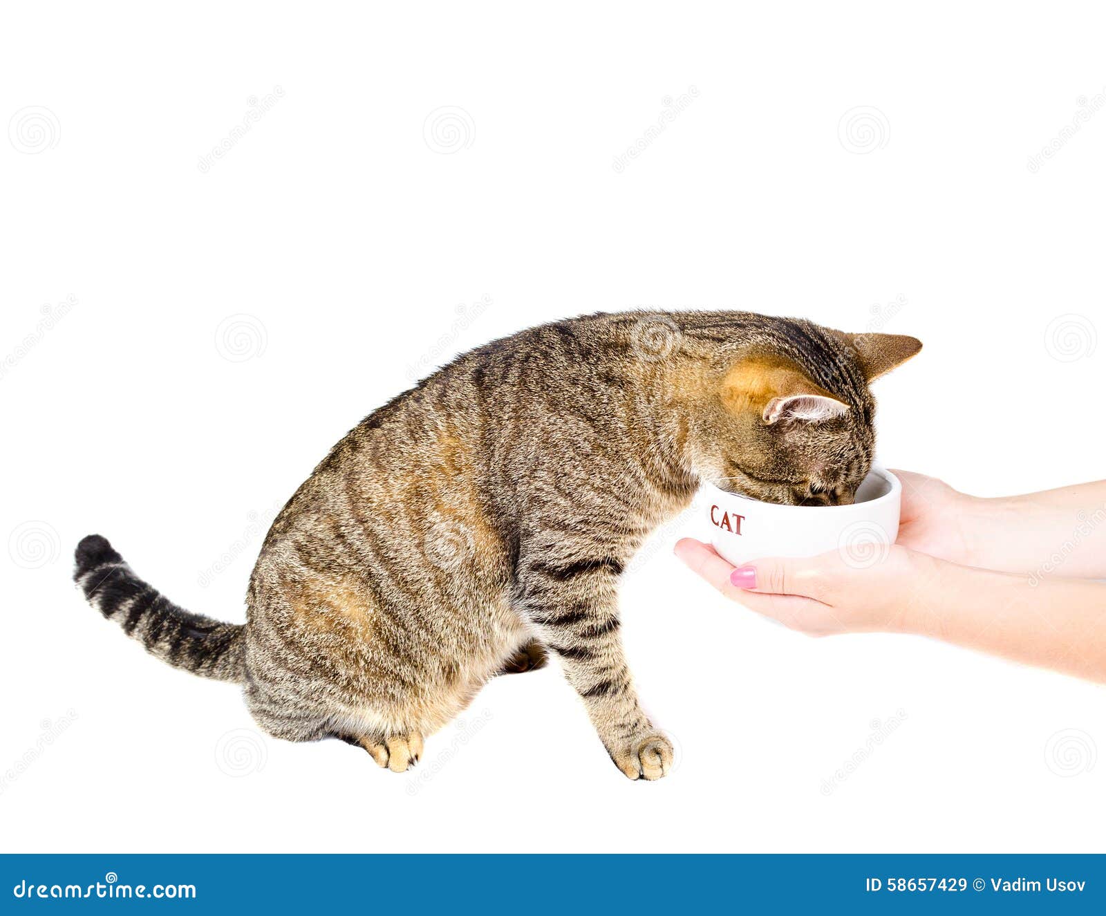 The Cat is Eating from a Bowl Stock Image - Image of scottish ...