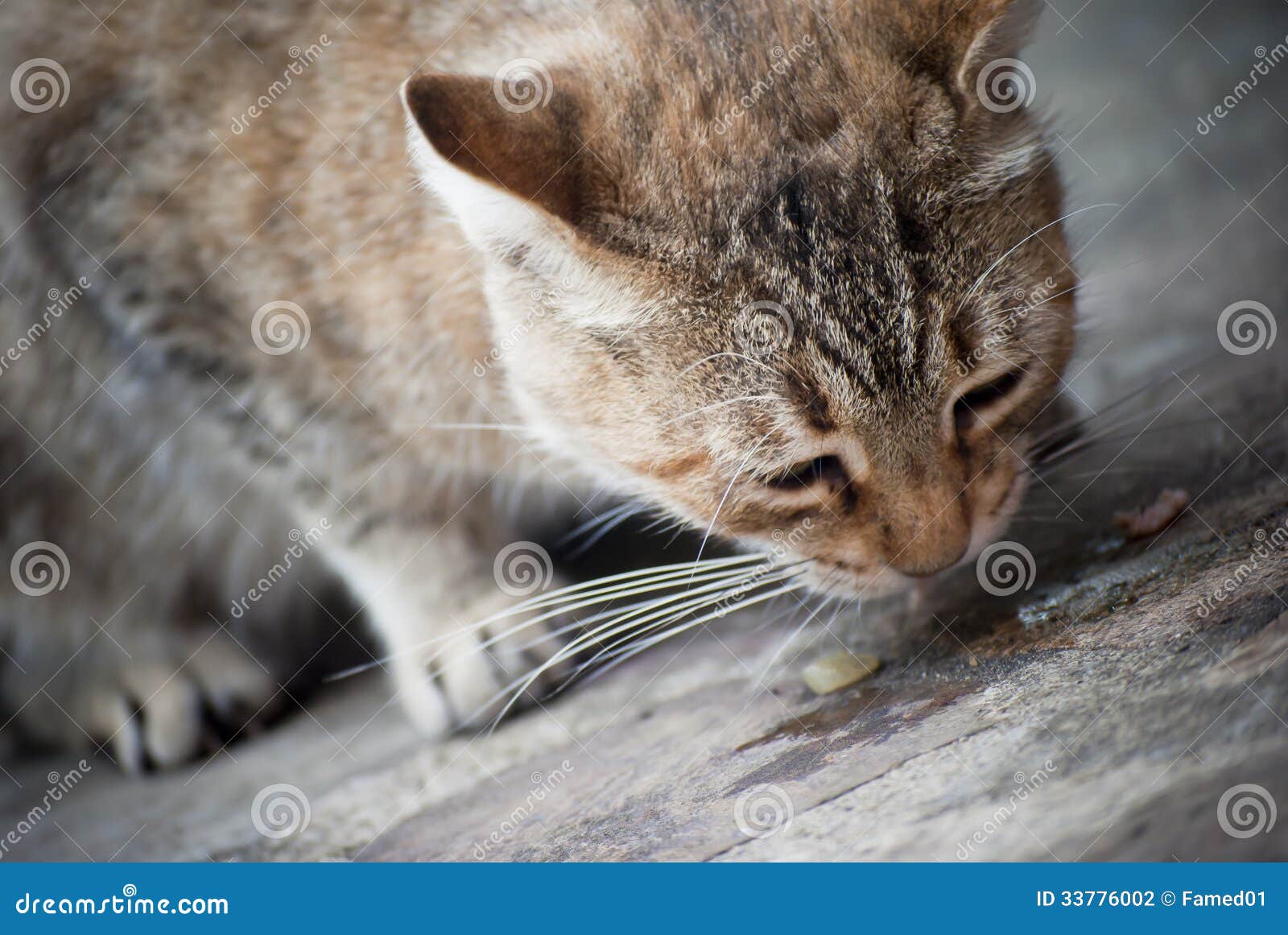 Cat eating stock photo. Image of food, backyard, licking - 33776002