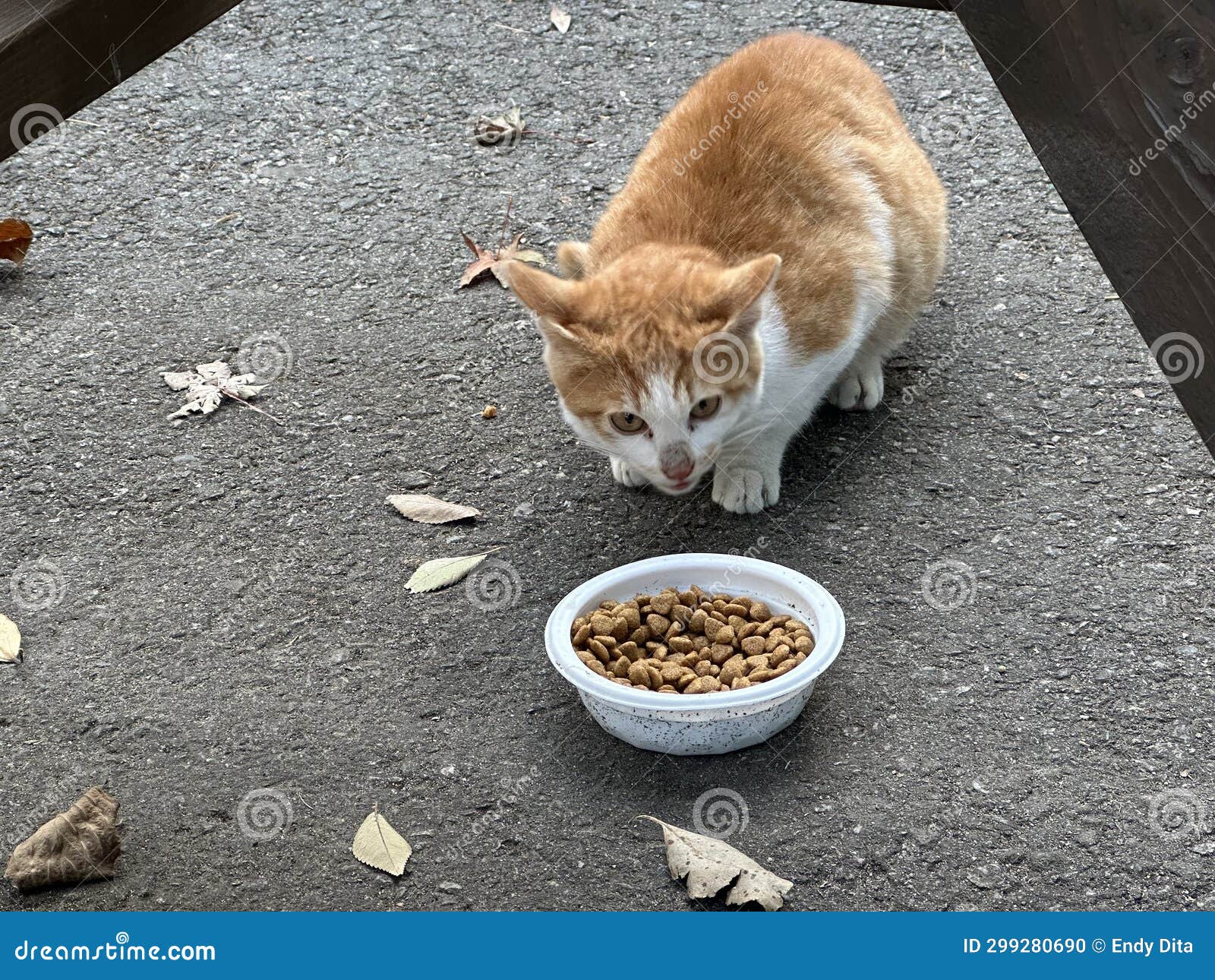 Cat eating stock photo. Image of mammal, plant, animal - 299280690