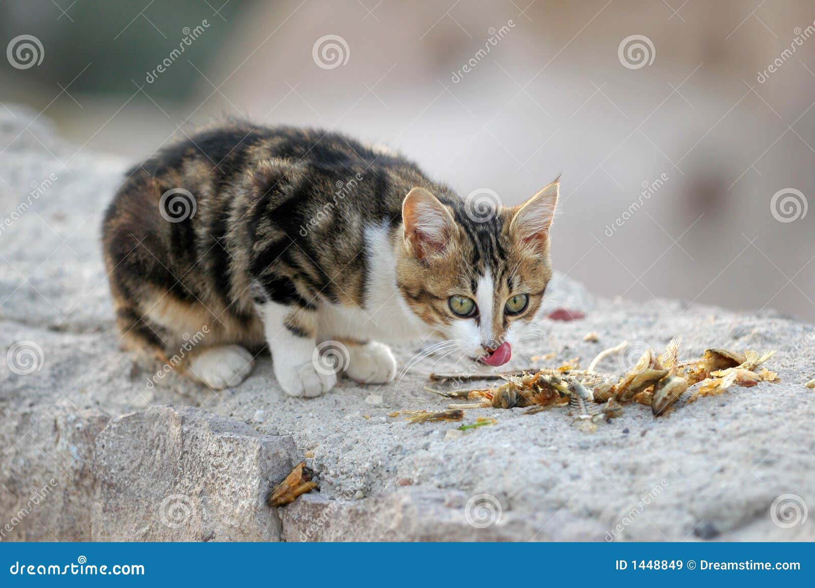 Cat eating fish stock image. Image of eating, shallow - 1448849