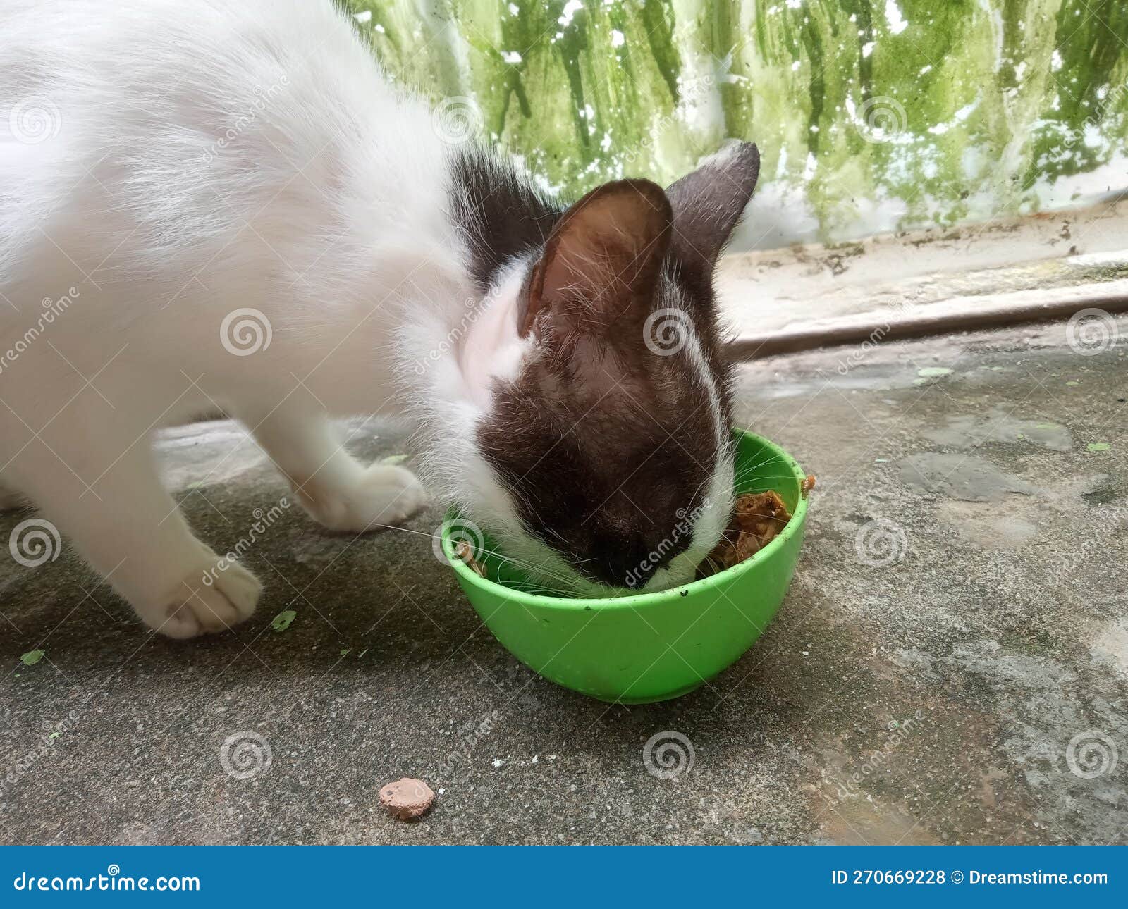 The Cat Eating Fish stock photo. Image of green, animal - 270669228
