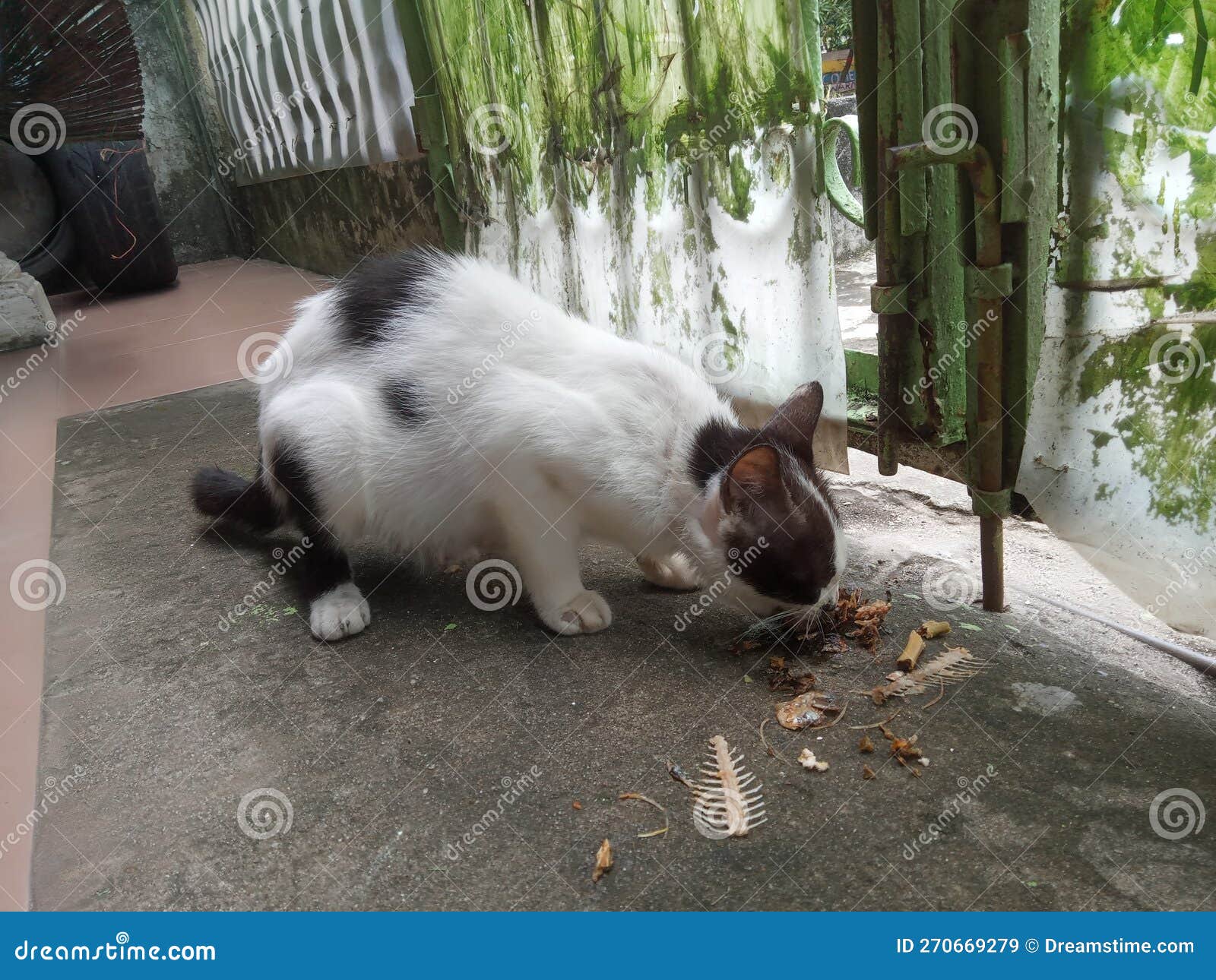 The Cat Eating Fish stock image. Image of mammal, wildlife - 270669279
