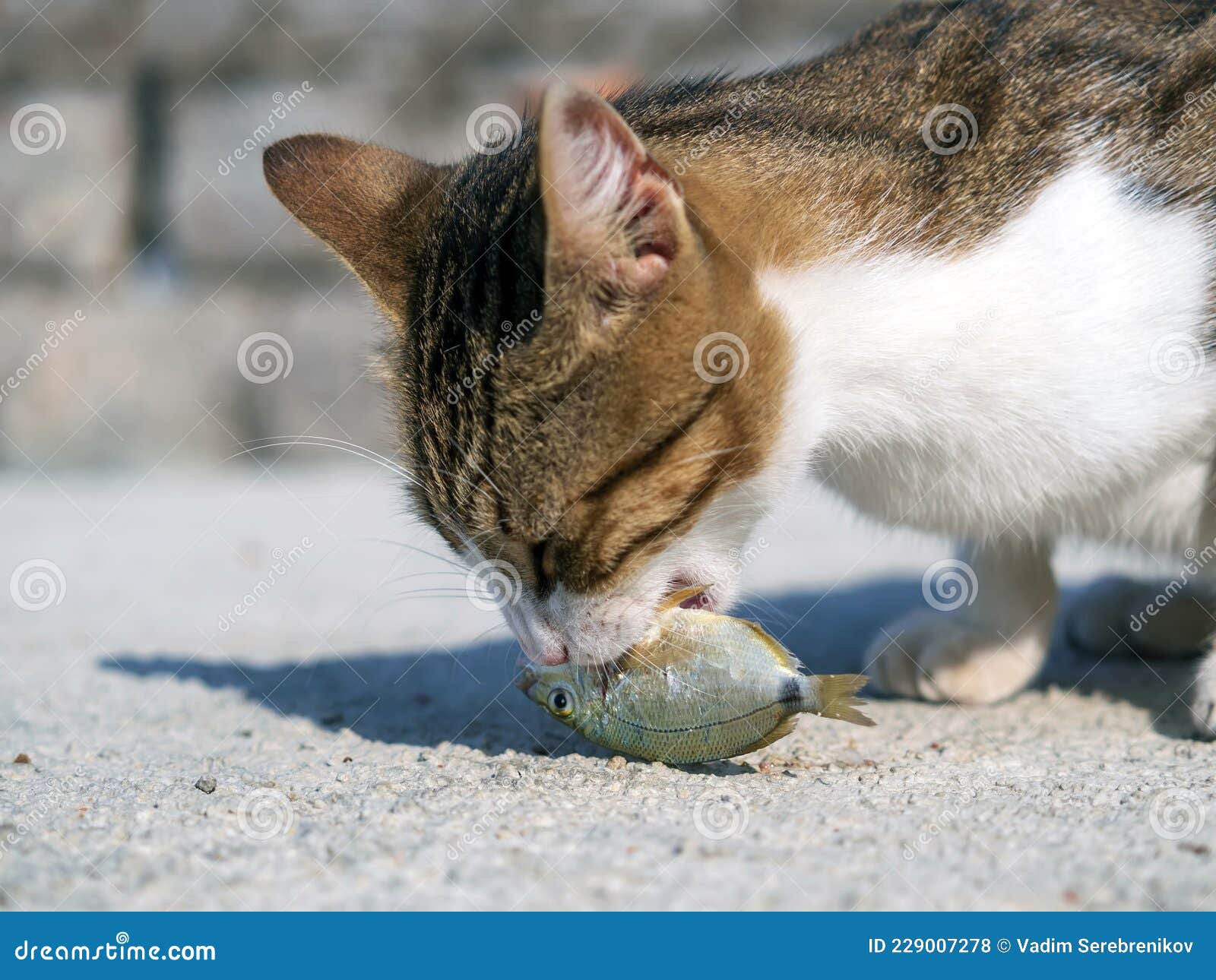 Cat is Eating Fish Outdoor. Close-up Stock Photo - Image of domestic ...