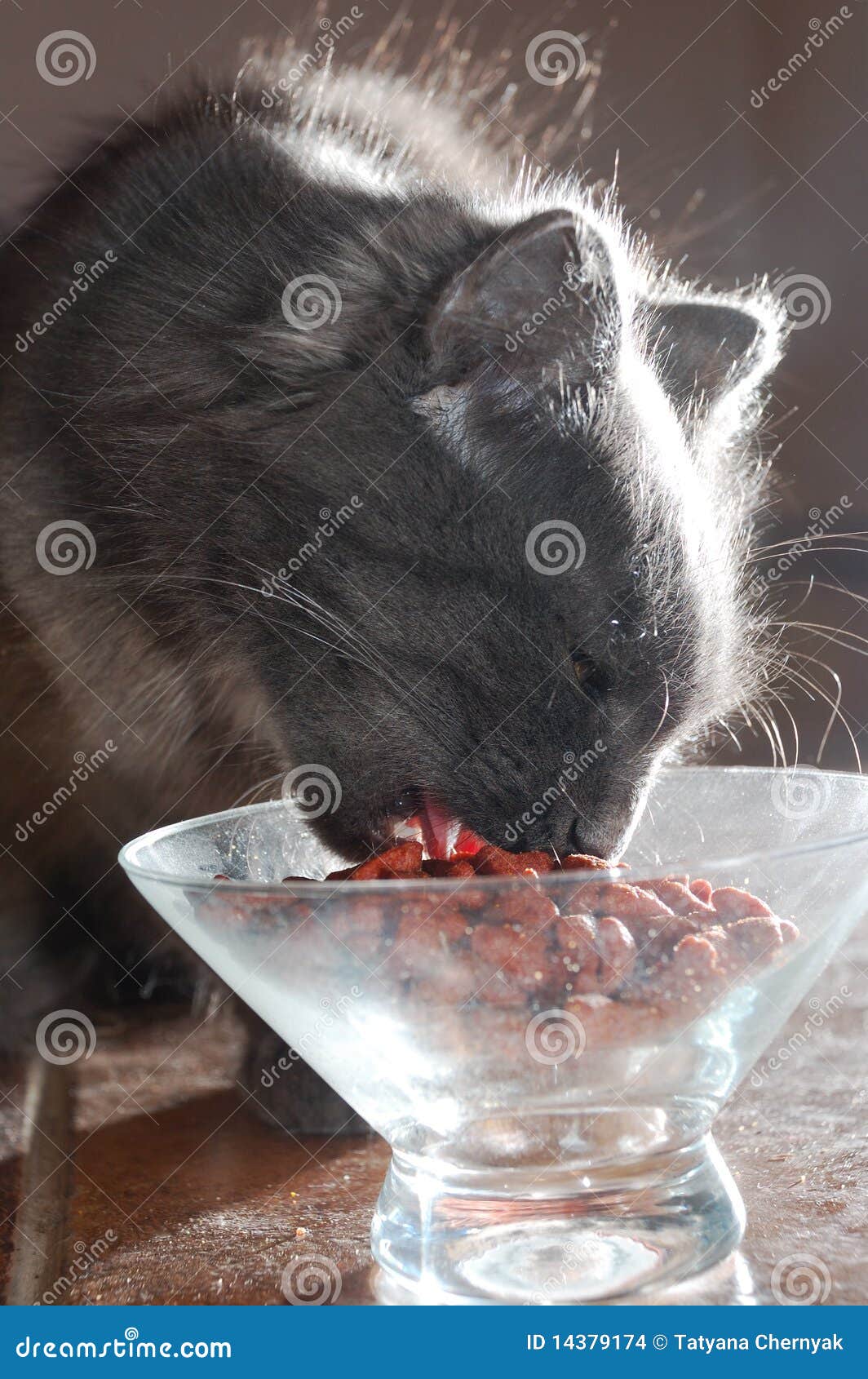 Cat eating food stock photo. Image of eating, kitten - 14379174