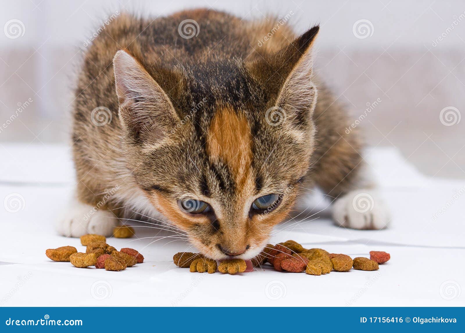 Cat eating food stock photo. Image of meal, dinner, look - 17156416