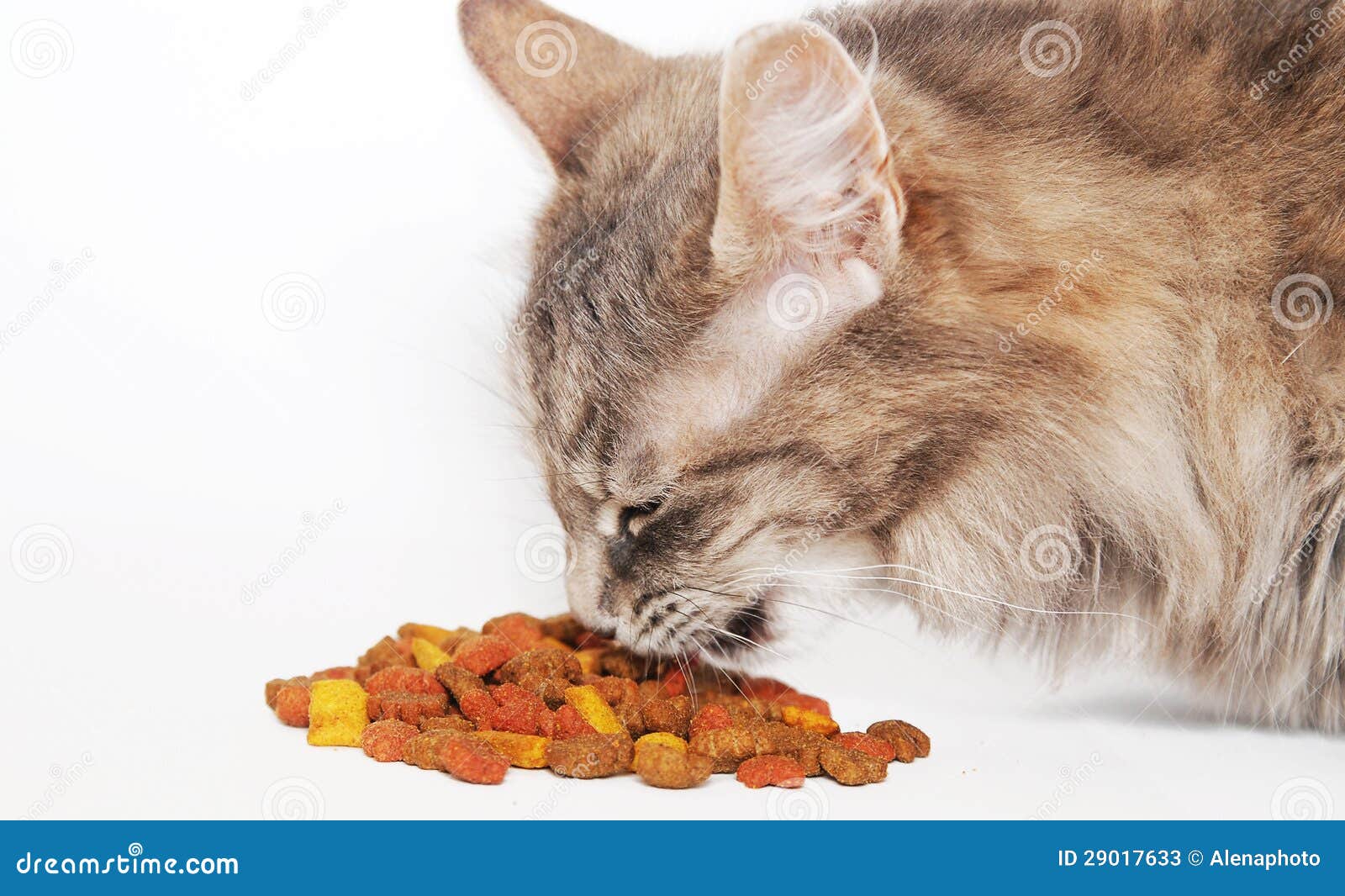 Cat eating food stock image. Image of mammal, healthy - 29017633