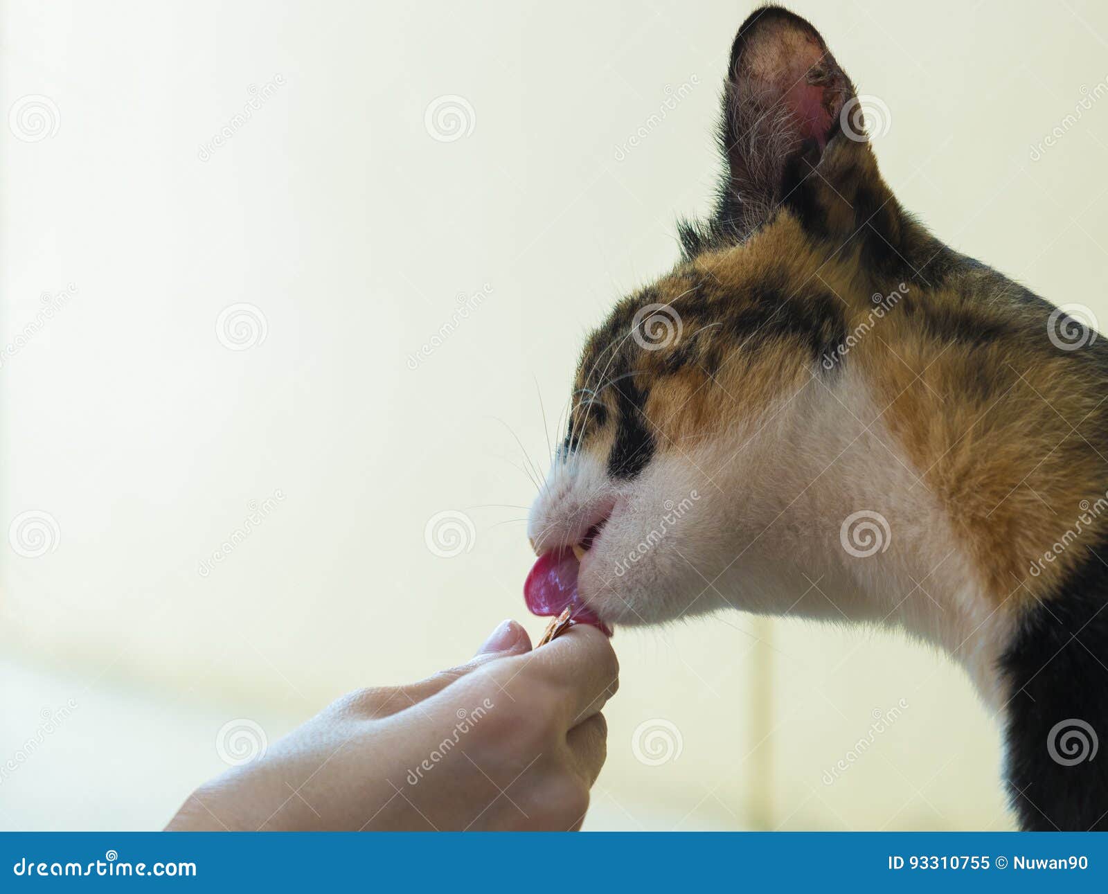 Cat Eating Food from Female Hand Stock Image - Image of human, hunger ...