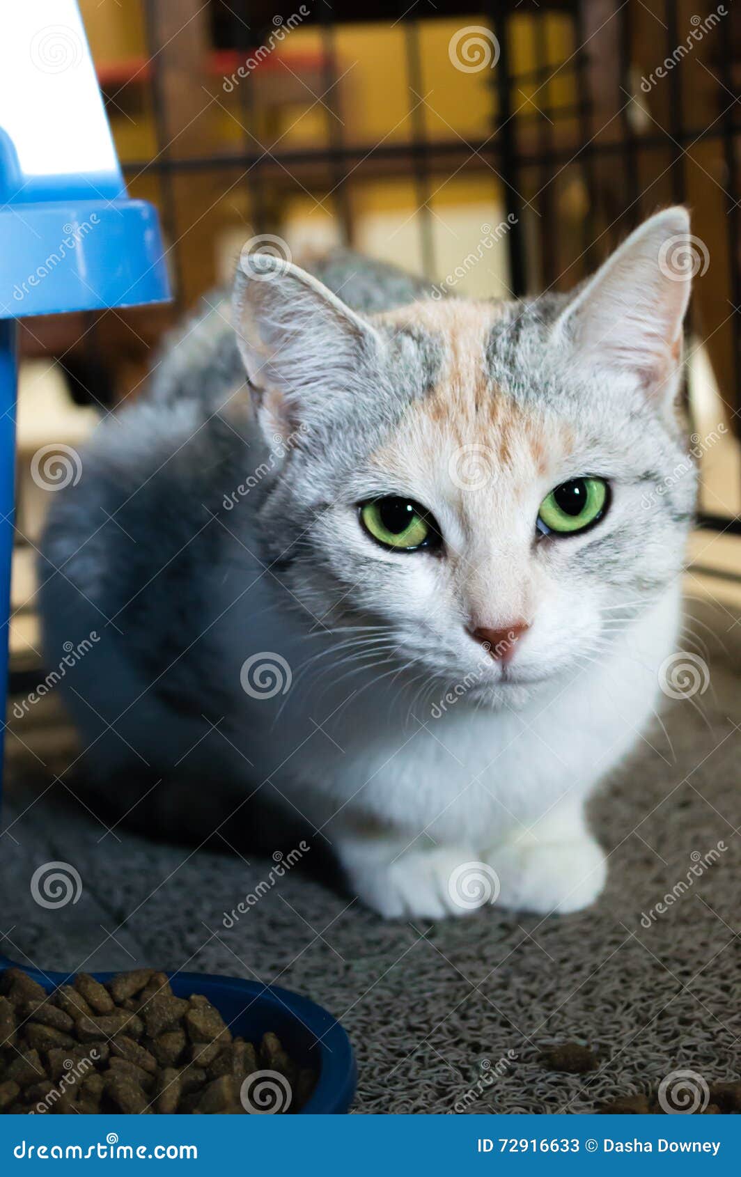 Cat eating food stock image. Image of dark, copy, eating - 72916633