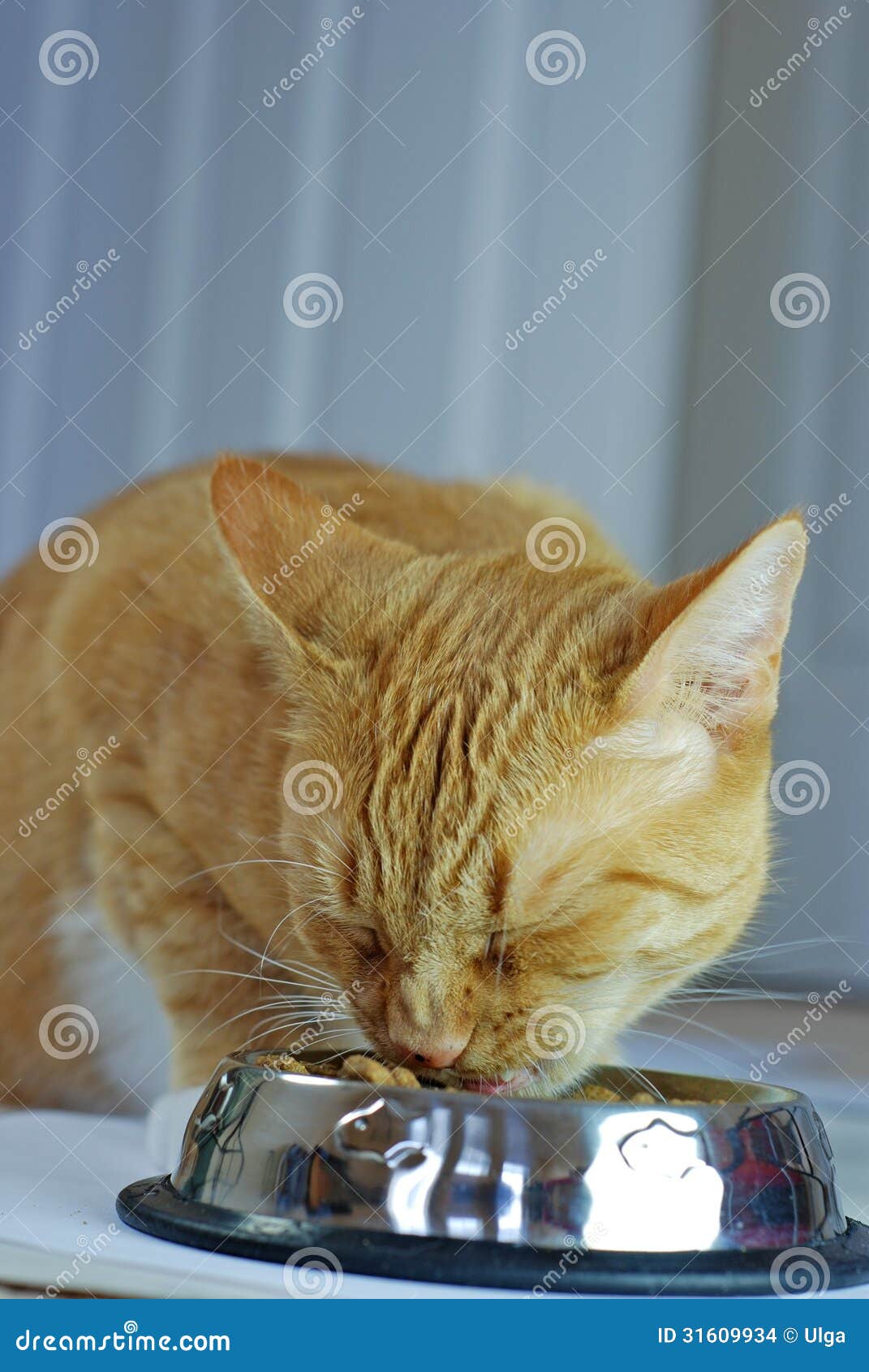 Cat eating food stock photo. Image of animal, gray, floor - 31609934