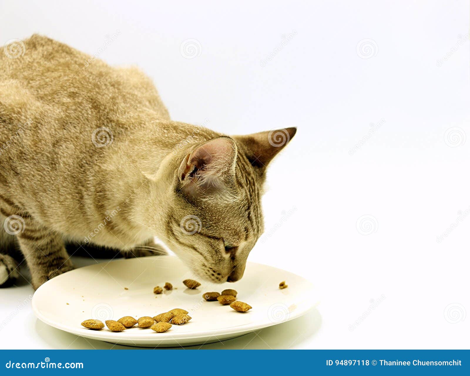 Cat is Eating Food on White Background Stock Photo - Image of ...