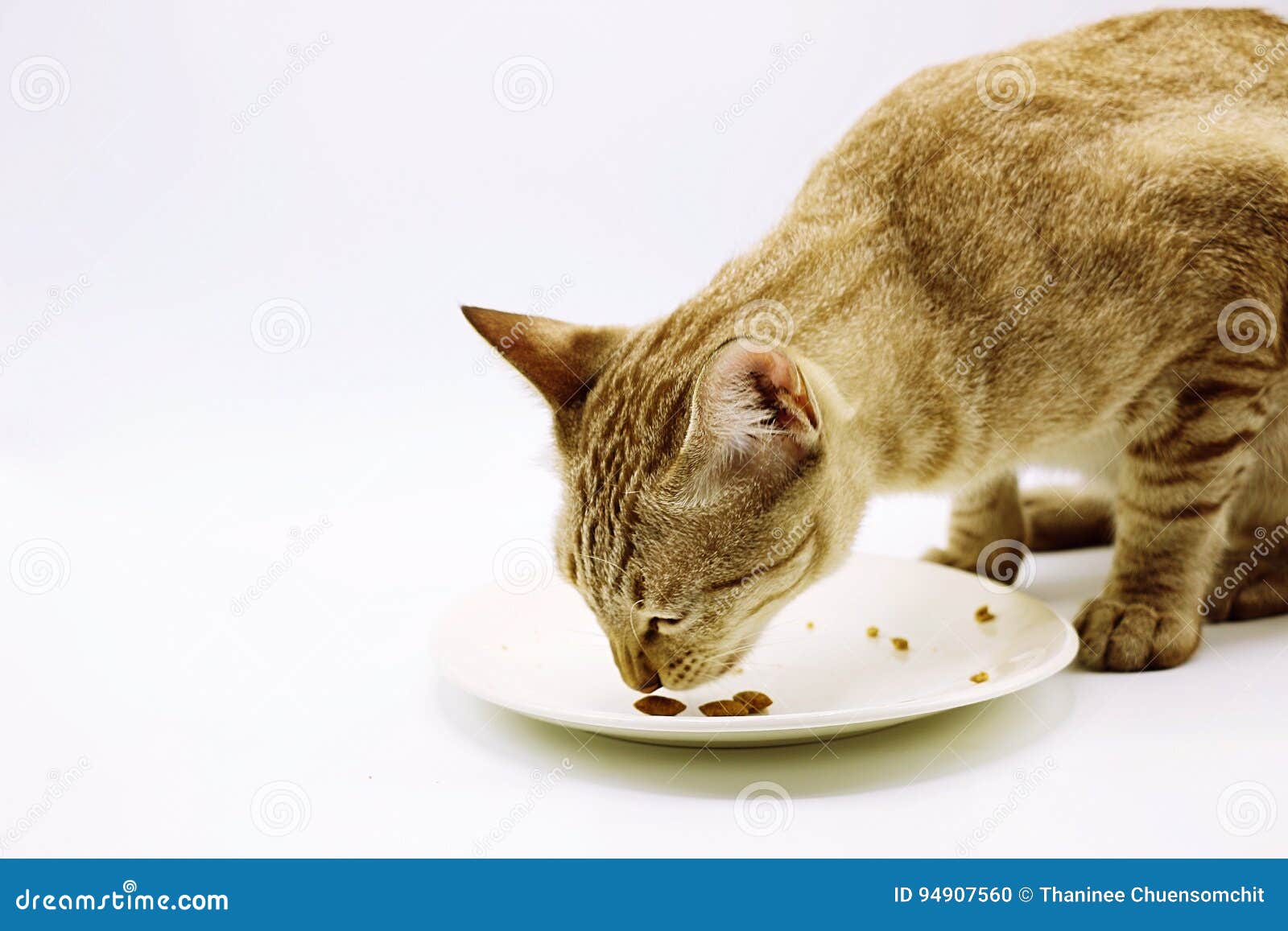 Cat is Eating Food on White Background Stock Photo - Image of kitten ...