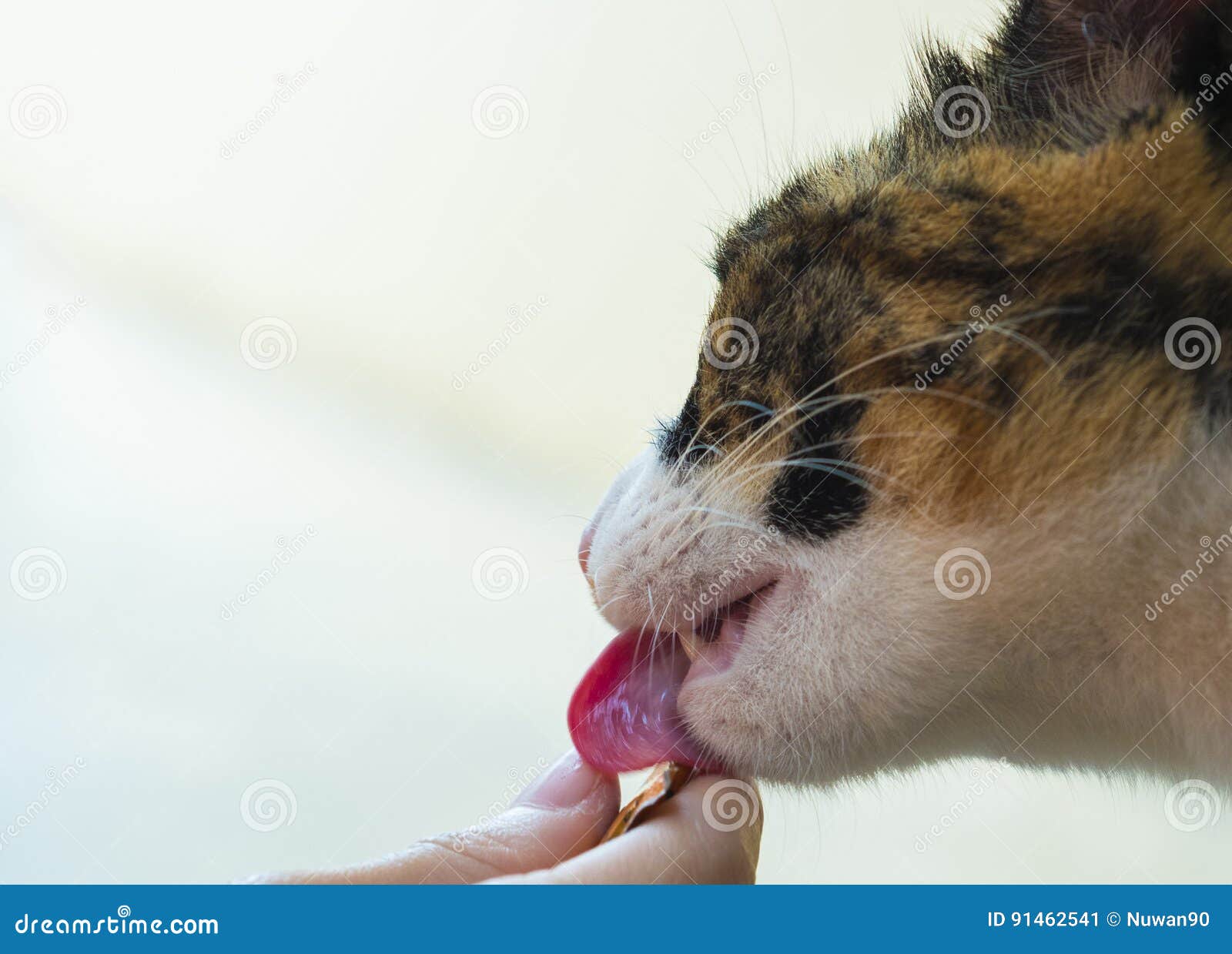 Cat Eating Food from Woman Hand Stock Image - Image of friend, animal ...