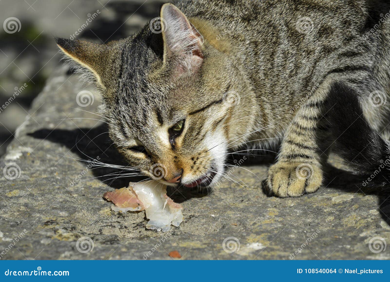 Cat eating ham stock photo. Image of animal, brown, shadow - 108540064