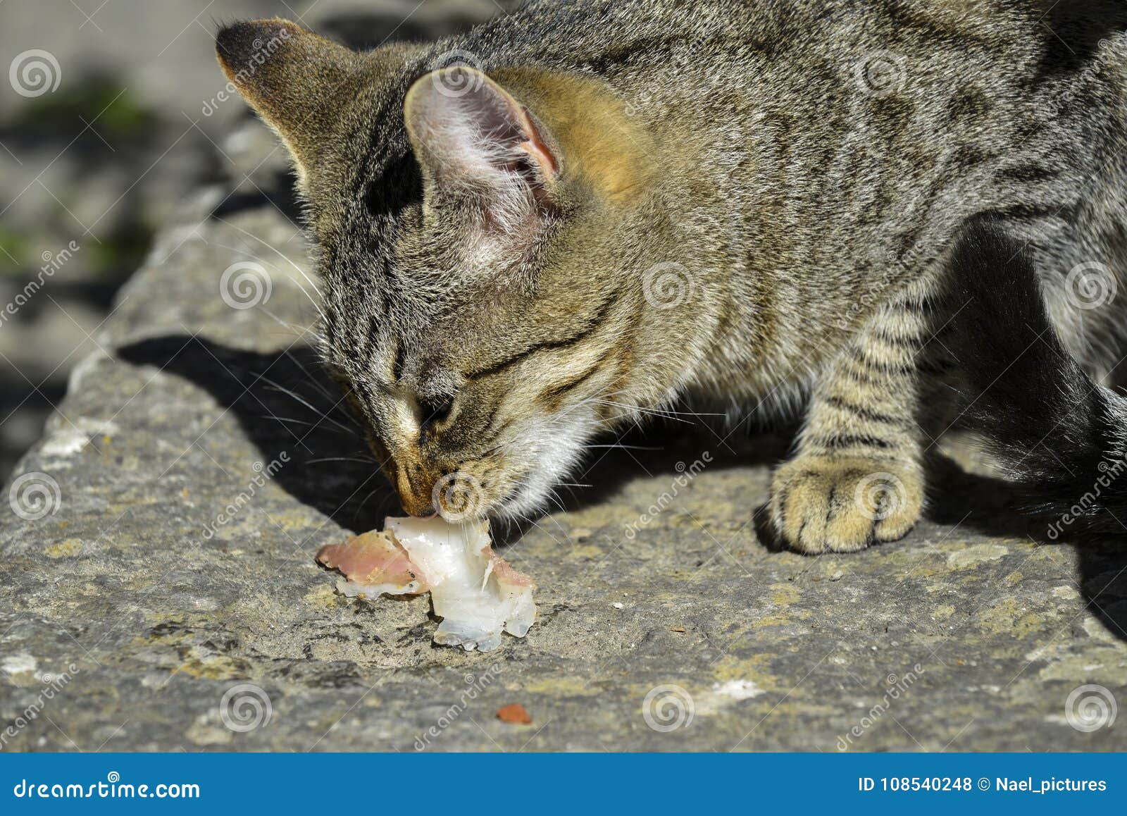 Cat eating ham stock photo. Image of animal, brown, stone - 108540248