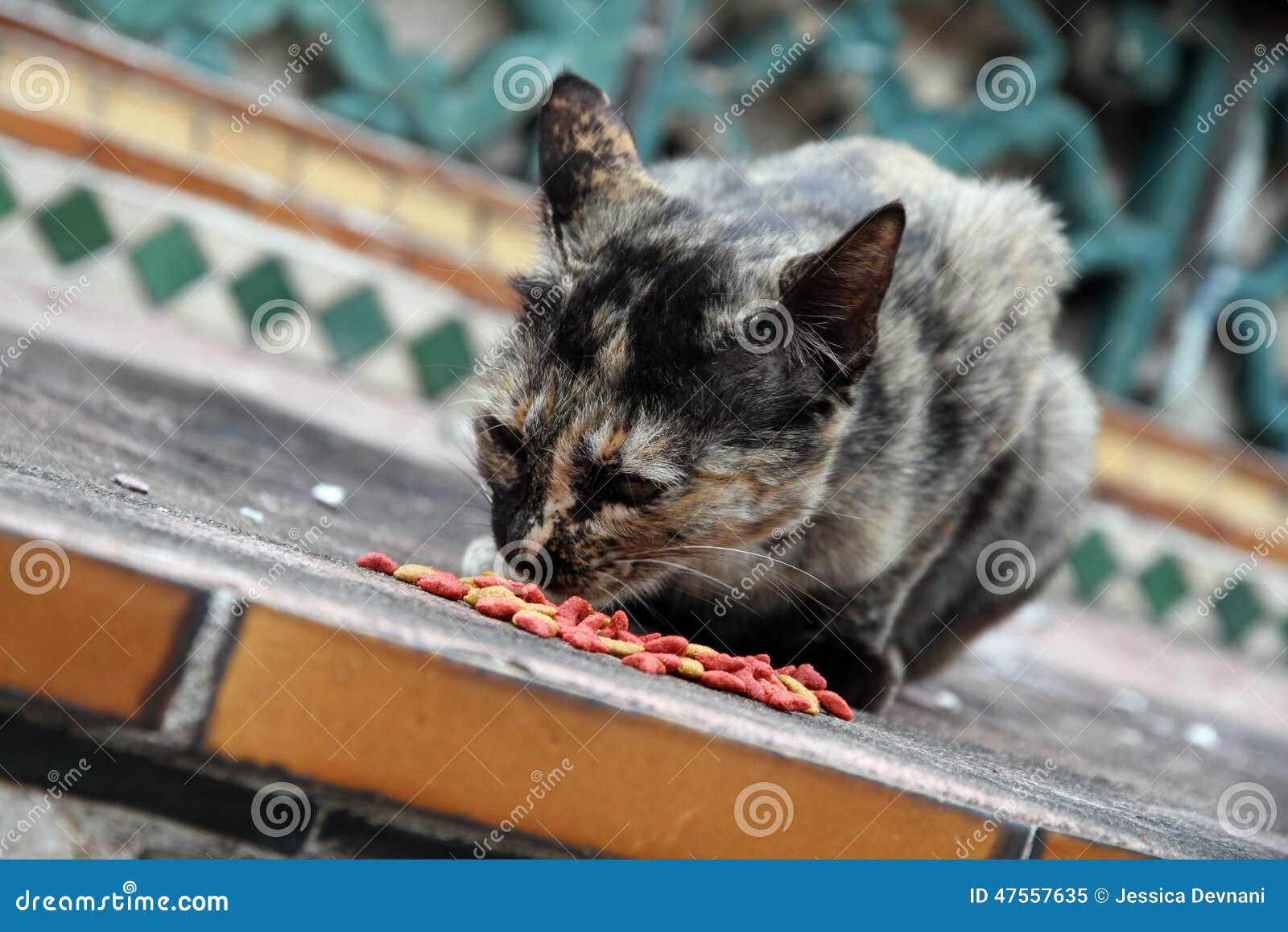 Cat Eating Kibble Auf Straße Stockbild - Bild von schwarzes ...