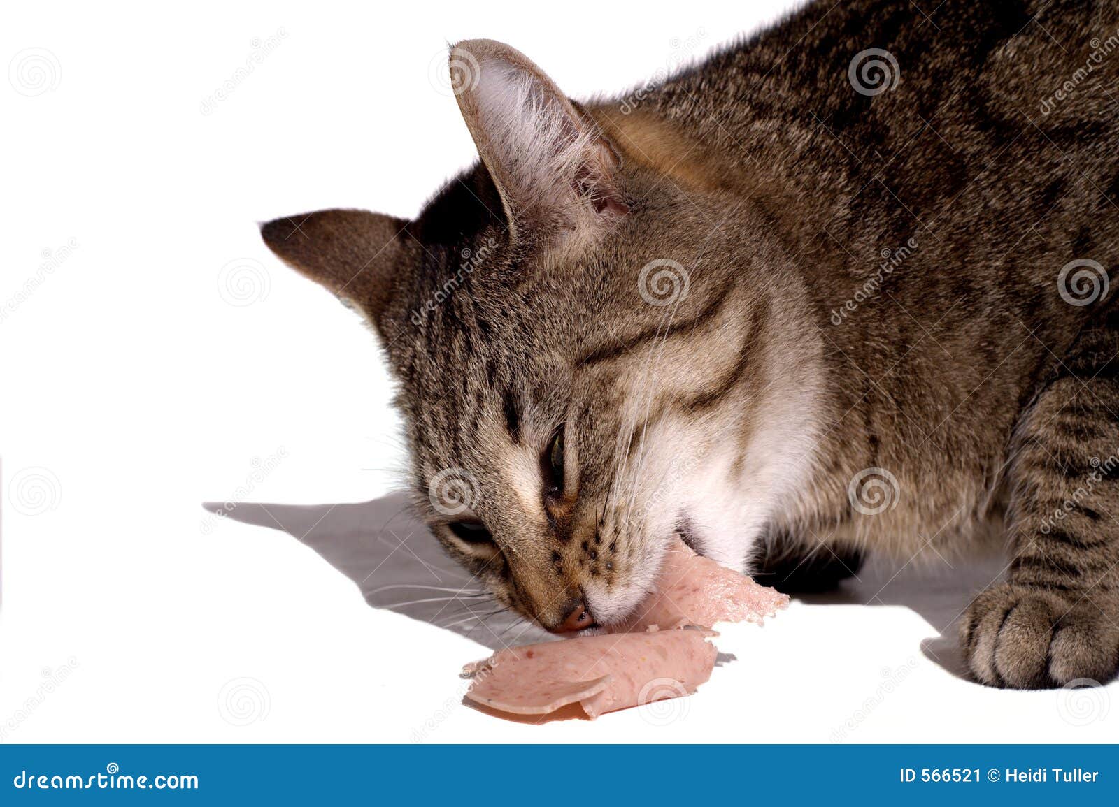Cat Eating a Large Piece of Sandwich Filling Stock Image - Image of ...