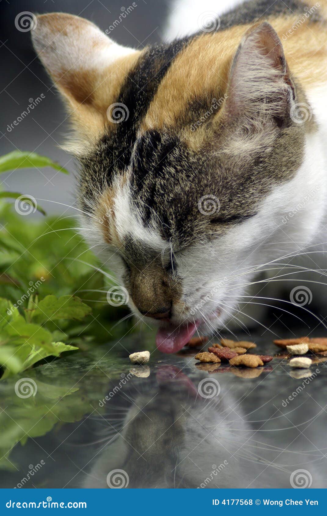 Cat eating on marble stock photo. Image of eating, reflected - 4177568