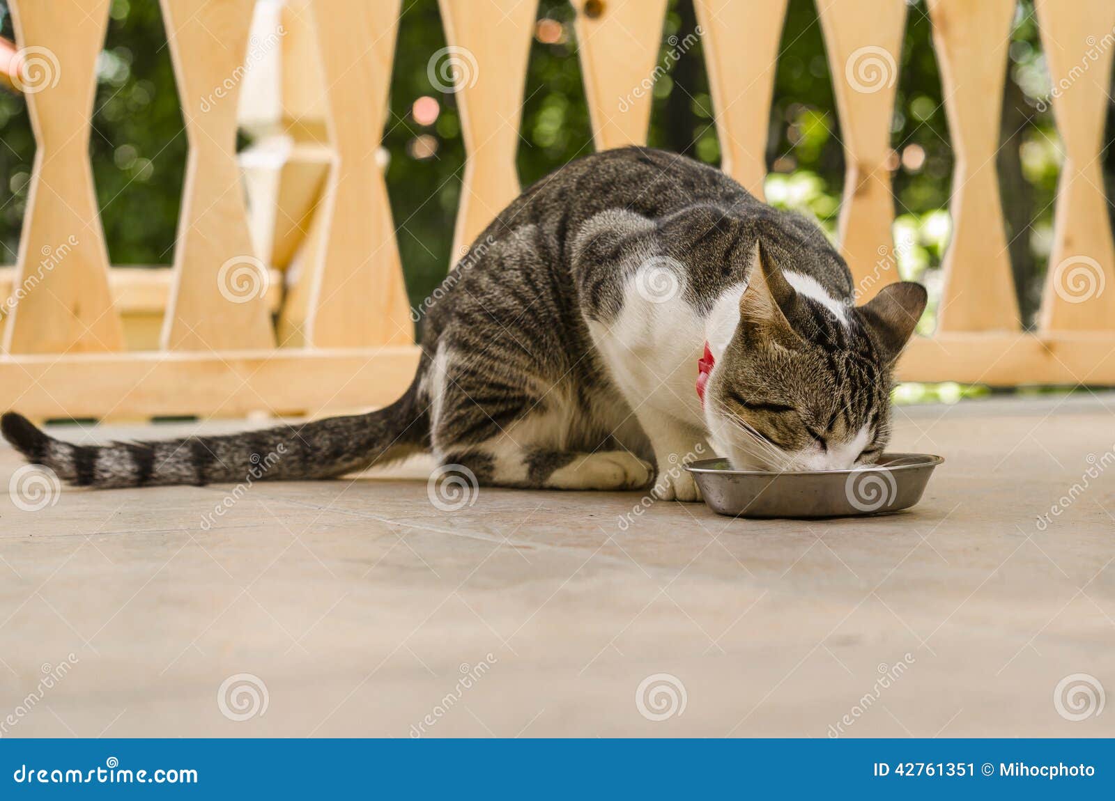 Cat eating stock image. Image of gray, closeup, grey - 42761351