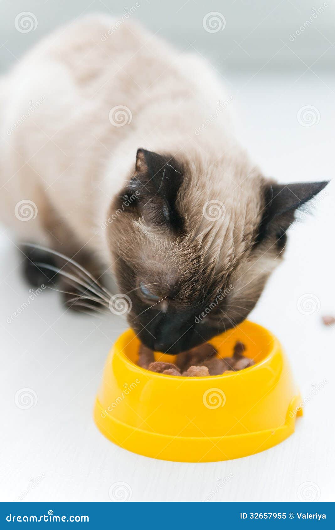 Cat eating pet food stock image. Image of cute, nutrition - 32657955
