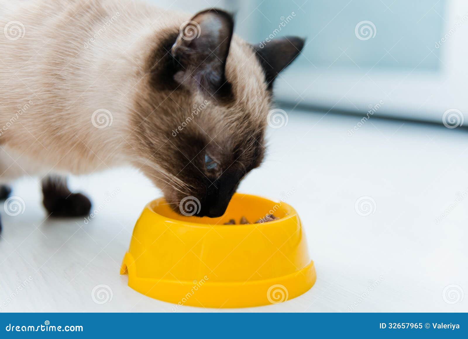 Cat eating pet food stock image. Image of domestic, care - 32657965