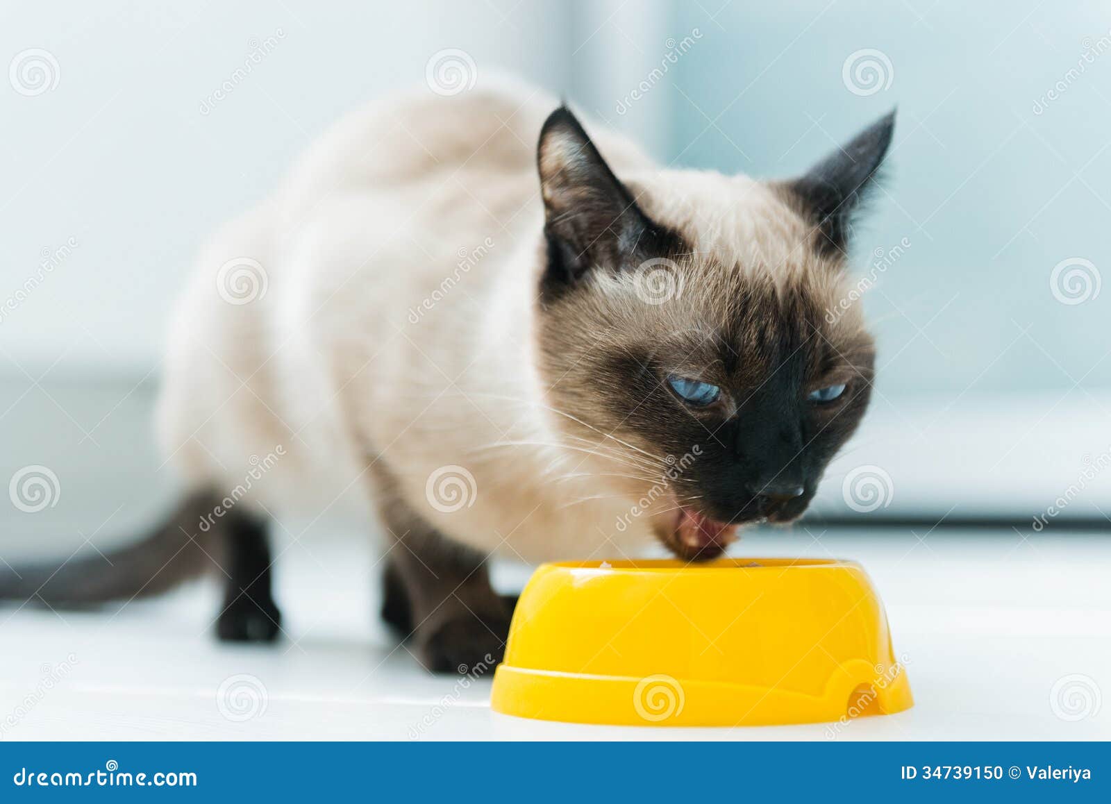 Cat eating pet food stock photo. Image of cute, pretty - 34739150