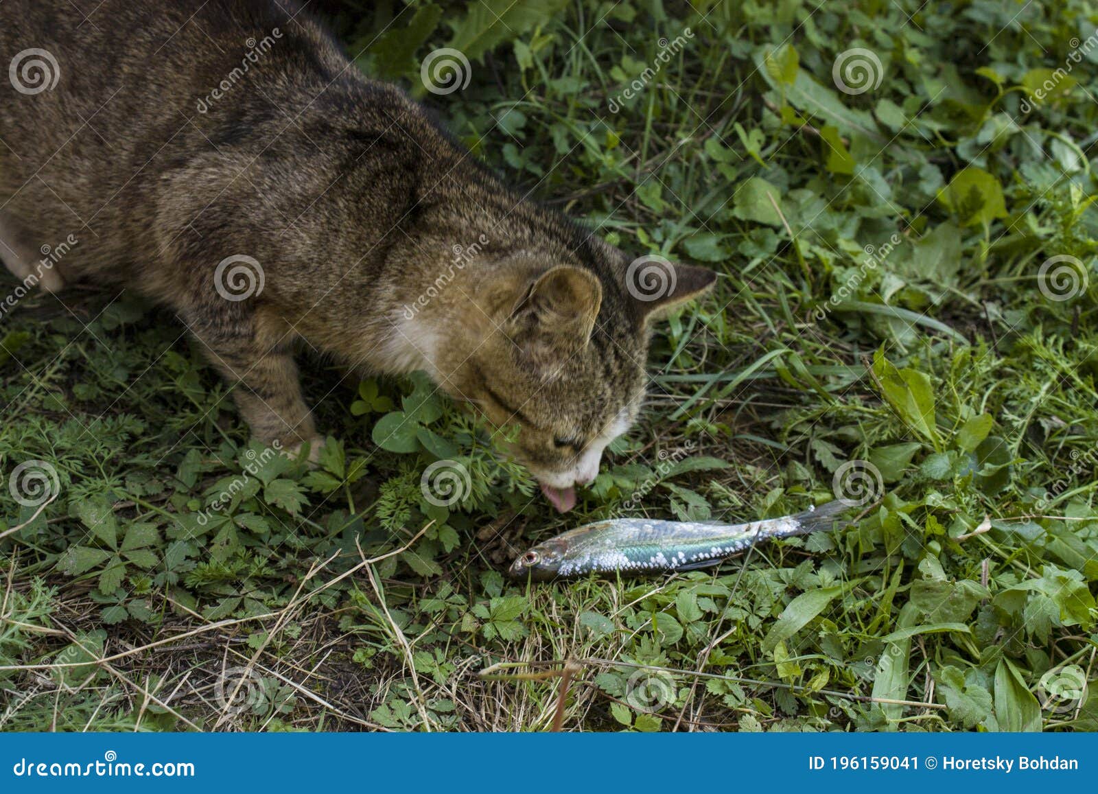 Cat Eating Small Fish on Green Grass Stock Image - Image of pink ...