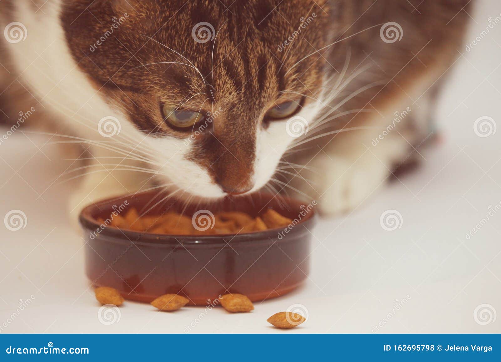 Cat eating stock photo. Image of tounge, food, briquettes - 162695798