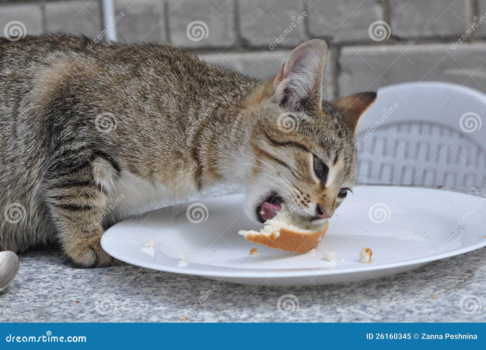Cat eats stock image. Image of bread, white, yard, tabby - 26160345