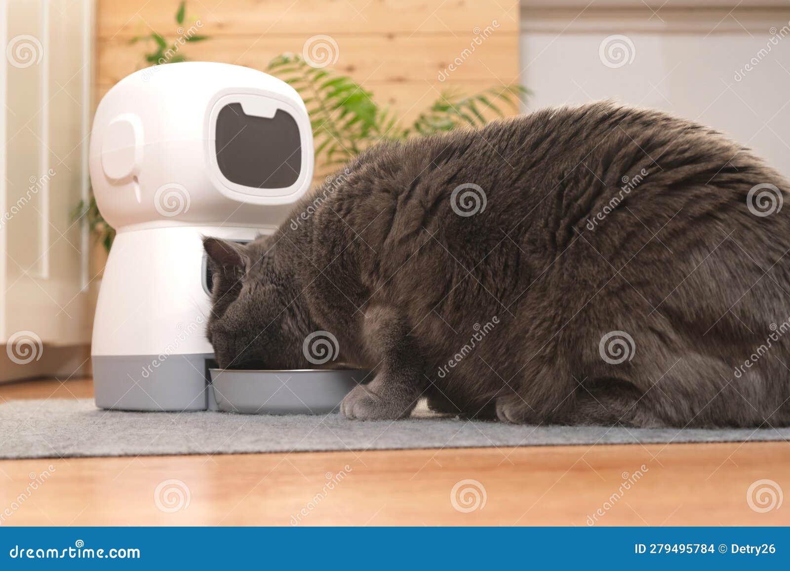 The Cat Eats from an Automatic Feeder. Automatic Pet Food Dispenser on ...