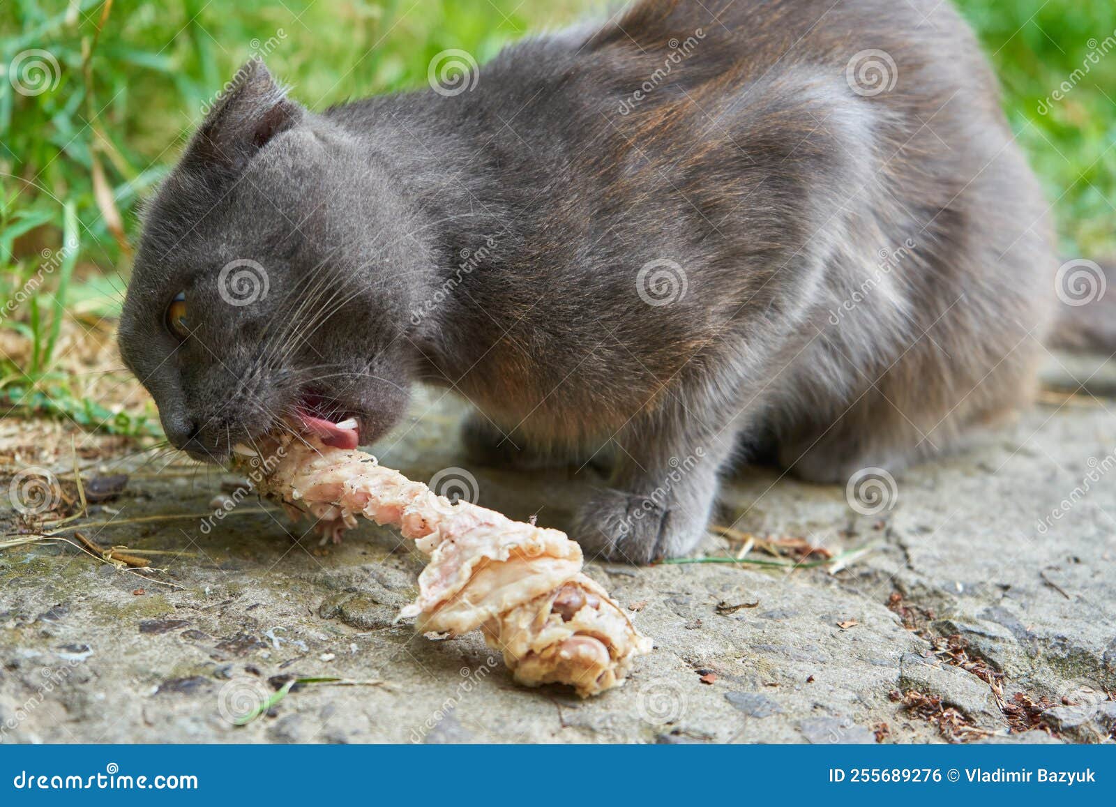 Cat Eats the Bone,the Cat is Biting Its Teeth on a Big Bone on the ...