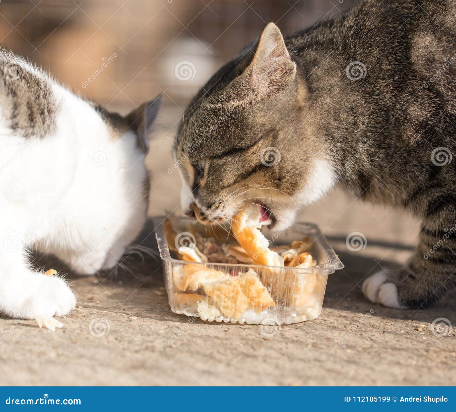 Cat eats bread stock image. Image of meal, sweet, dish - 112105199