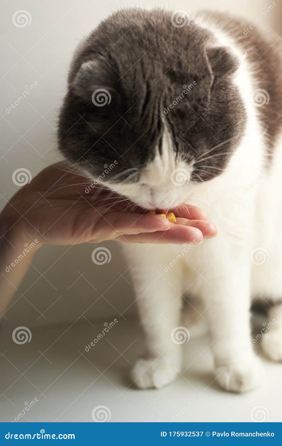 Cat Eats Corn from the Palm of the Owner Stock Image - Image of love ...