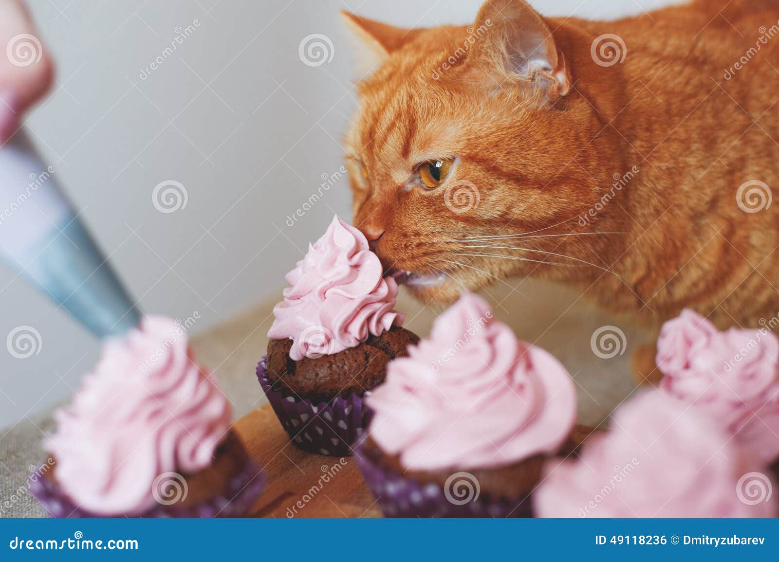 Cat Eating Cupcake