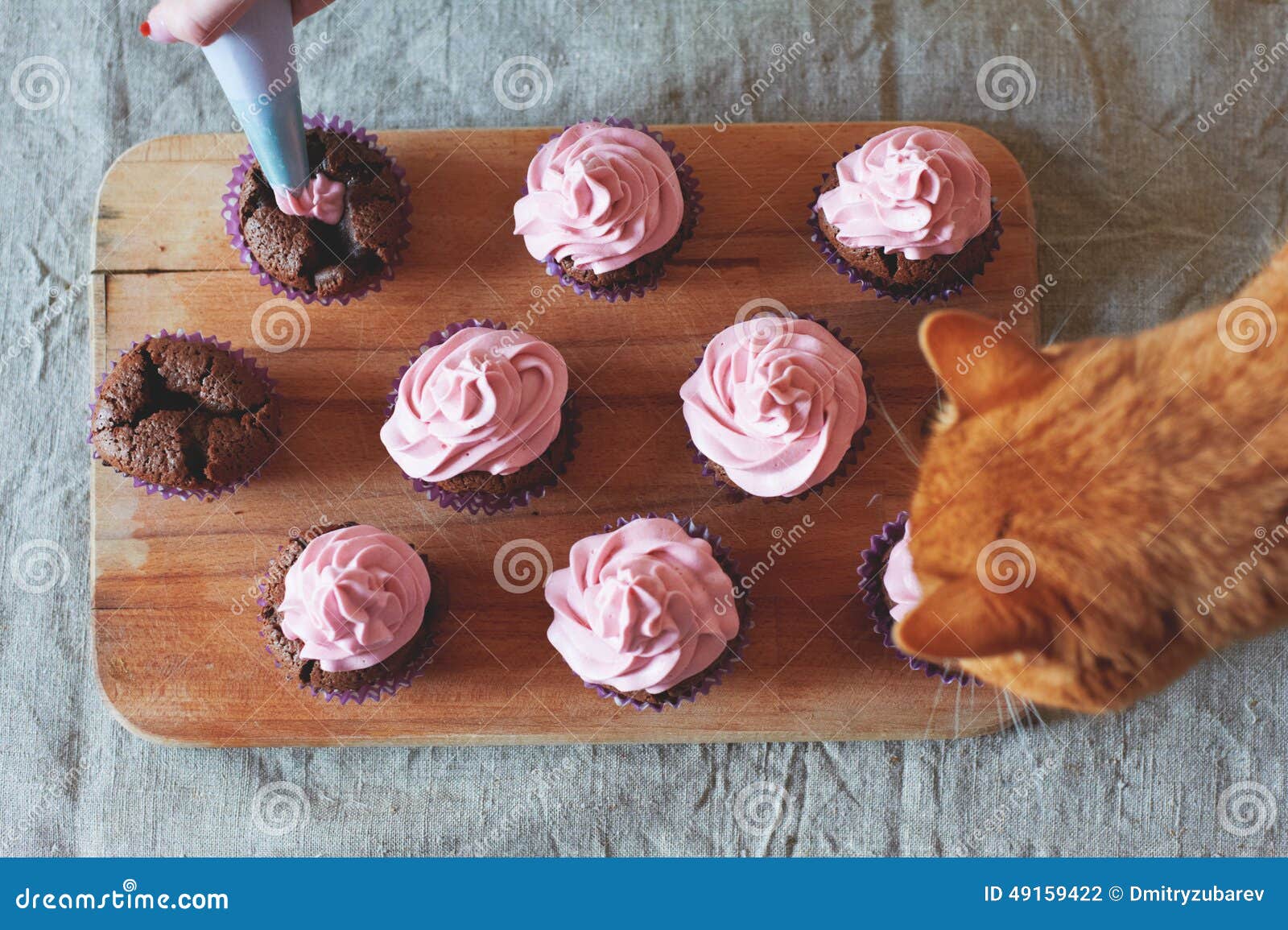 Cat eats cupcakes stock photo. Image of food, breakfast - 49159422