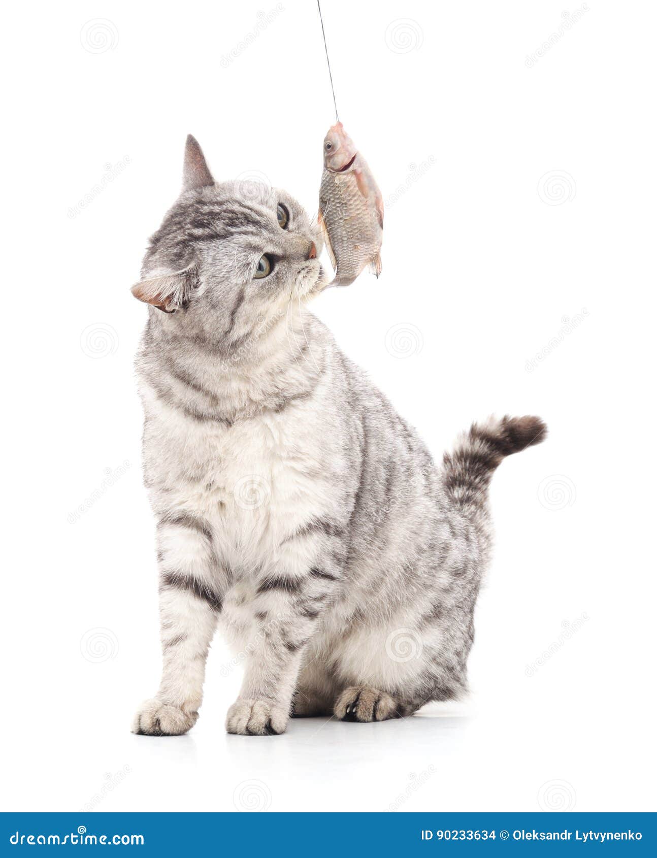 Cat eats fish. stock photo. Image of delicatessen, food - 90233634