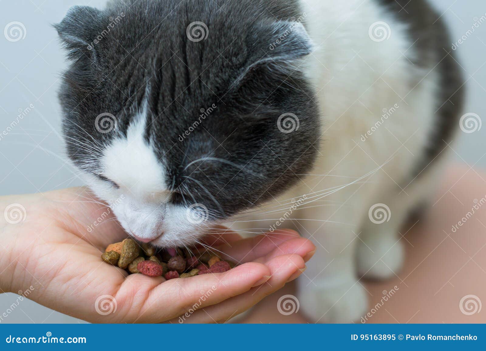 The Cat Eats the Food from the Owner`s Hand Stock Image - Image of dish ...