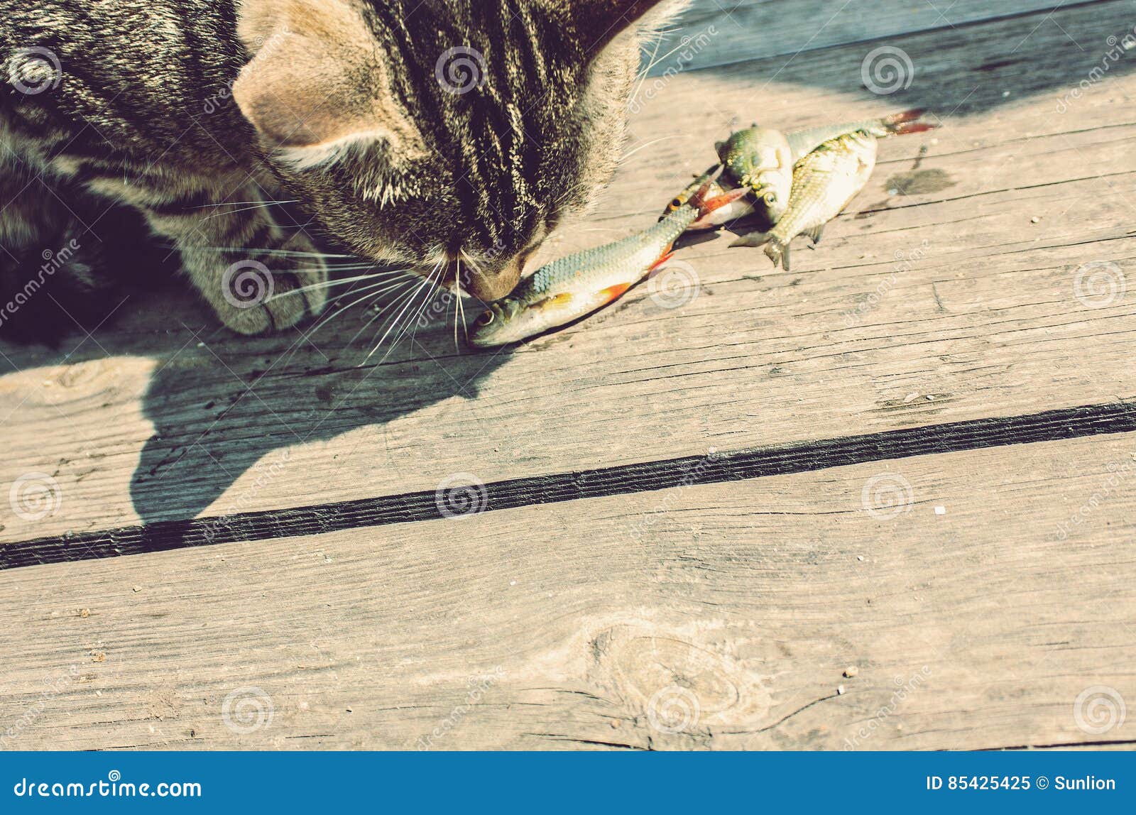 Cat Eats Fresh Fish on a Pier Stock Image - Image of portrait, pier ...