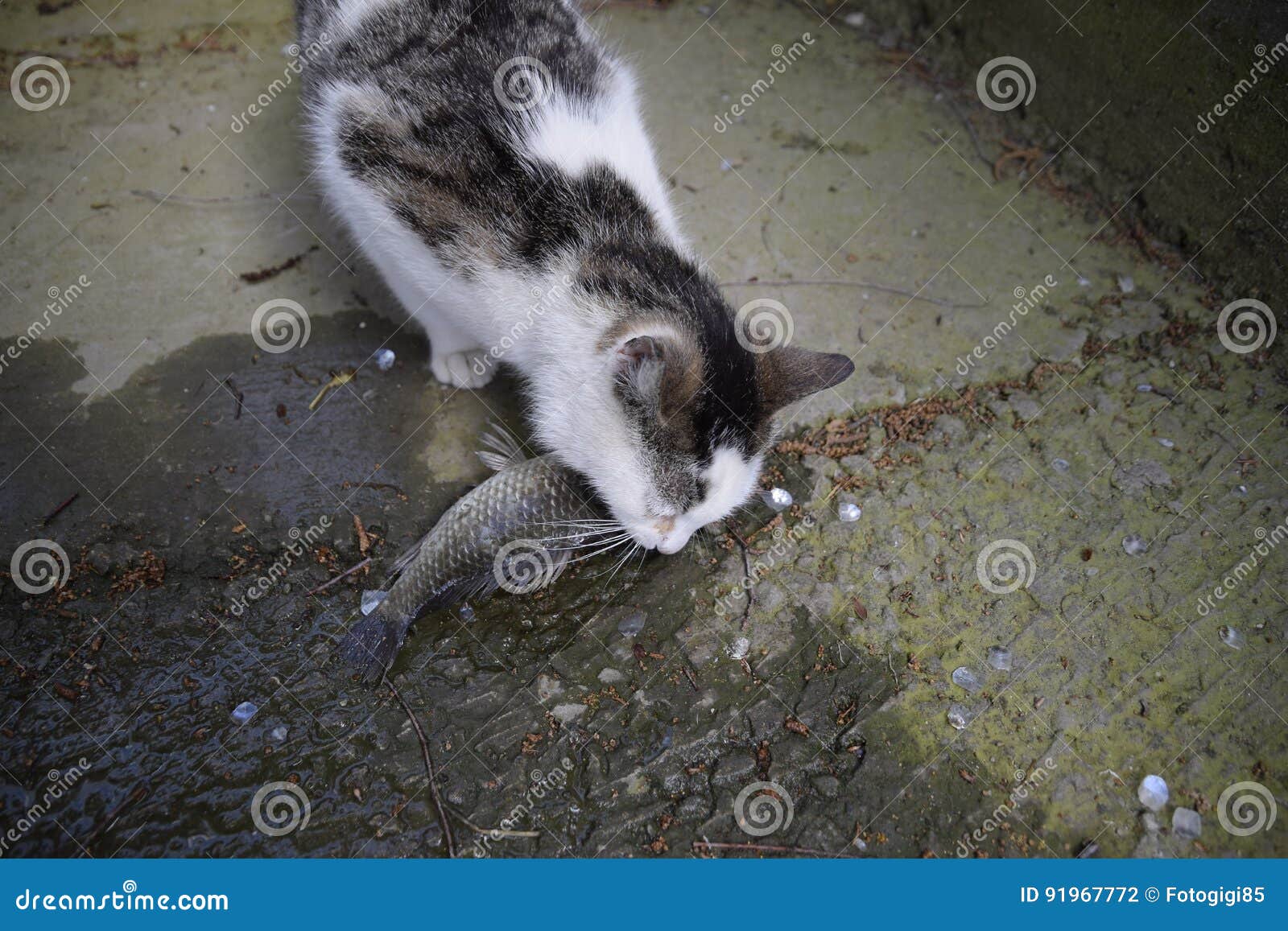 The Cat Eats Live Fish. Fish Catch. Feeding the Cat with Fish. Stock ...